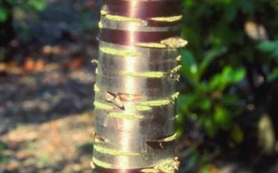 Prunus himalaica flowering cherry tree for sale