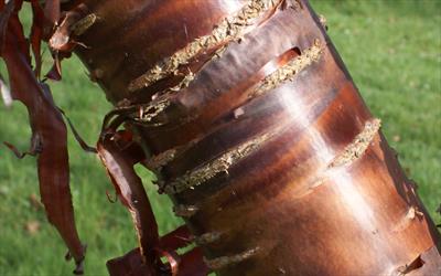 Prunus rufa flowering cherry tree for sale from Pippin Trees