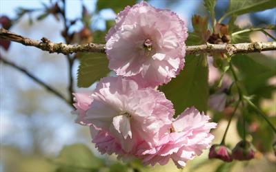 Prunus Daikoku japanese flowering cherry trees for sale