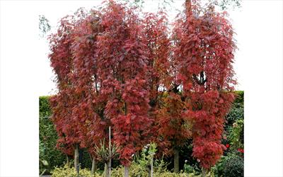 Sorbus aucuparia Autumn Spire rowan trees for sale