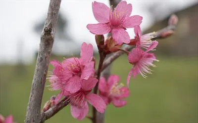 Prunus Collingwood Ingram flowering cherry tree for sale