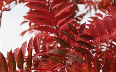 Sorbus Copper Kettle rowan trees for sale from Pippin Trees