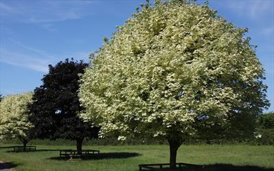 Acer platanoides Drummondii maple trees for sale