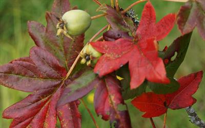 Malus trilobata Guardsman crab-apple trees for sale