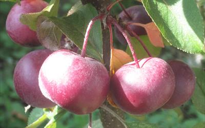 Malus Laura crab-apple trees for sale from Pippin Trees
