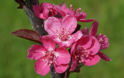 Malus hupehensis Cardinal crab-apple trees for sale