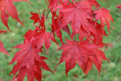 Acer palmatum Osakazuki japanese maple trees for sale