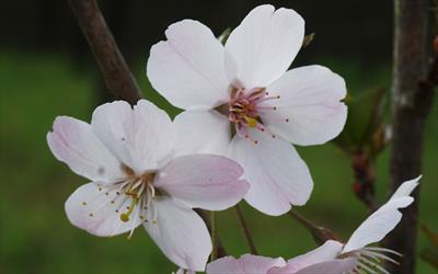 Prunus Pandora flowering cherry tree for sale