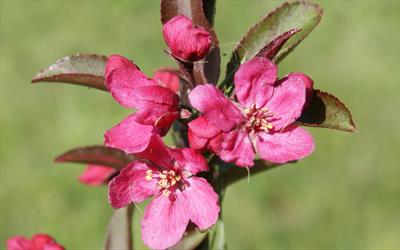 Malus Prairie Fire crab-apple trees for sale