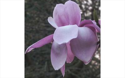 Magnolia Princess Margaret magnolia trees for sale