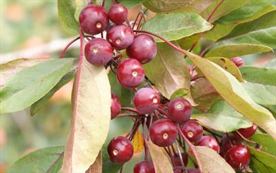 Malus x moerlandsii Profusion crab-apple trees for sale