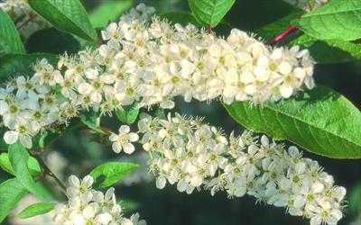 Prunus padus Albertii flowering cherry tree for sale