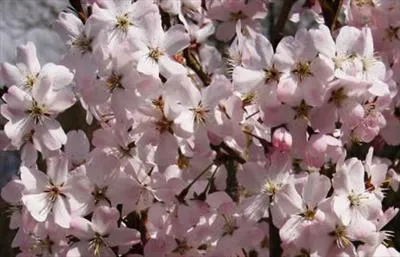 Prunus Pandora flowering cherry tree for sale