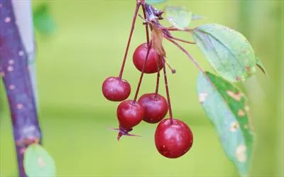 Malus Royal Beauty crab-apple trees for sale