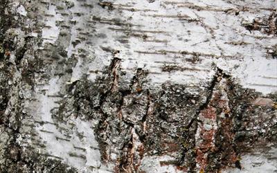 Silver Birch birch trees for sale from Pippin Trees