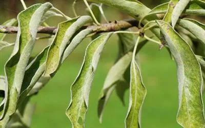 Pyrus elaeagnifolia Silver Sail flowering pear trees for sale
