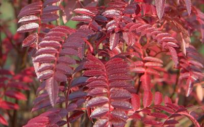 Sorbus pseudovilmorinii rowan trees for sale