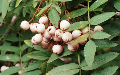 Sorbus rosea Rosiness rowan trees for sale from Pippin Trees