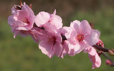 Prunus x persicoides Spring Glow flowering cherry tree for sale