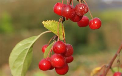 Malus Sun Rival crab-apple trees for sale from Pippin Trees