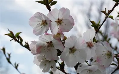 Prunus The Bride flowering cherry tree for sale