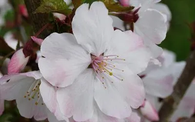 Prunus The Bride flowering cherry tree for sale